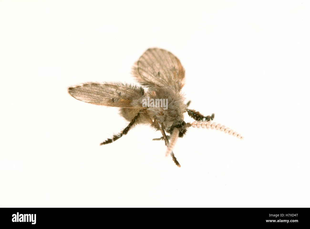 Moth Fly (Psychodidae), Spain Stock Photo - Alamy
