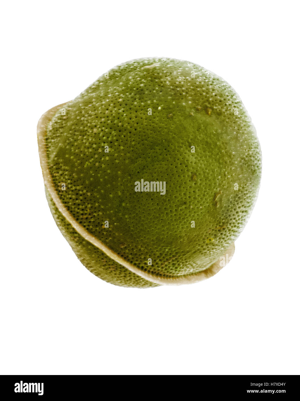 Dinoflagellate (Coolia sp) from the mediterranean coast, Spain Stock ...