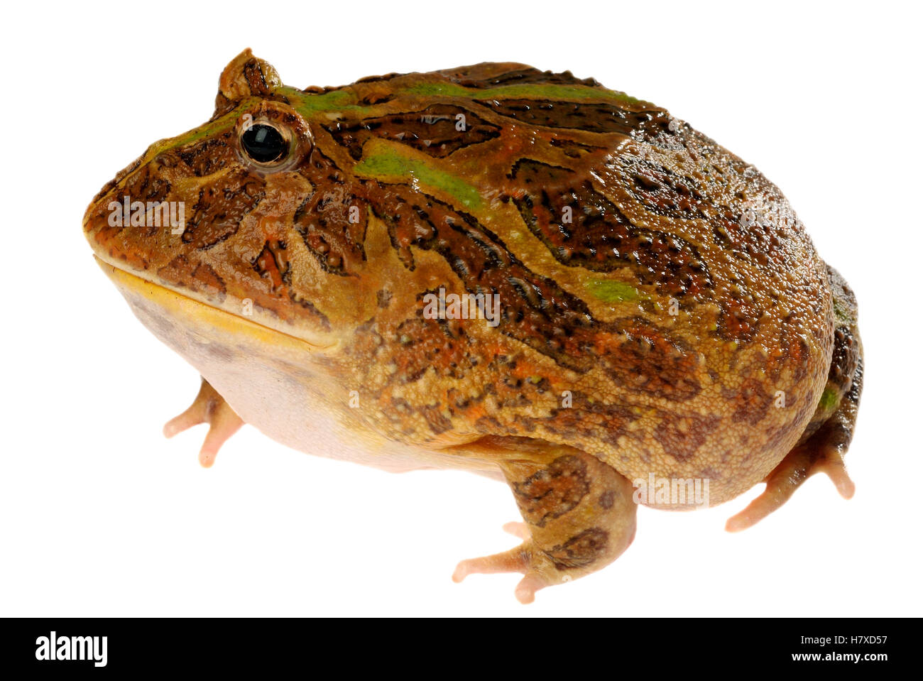 Ornate Horned Frog (Ceratophrys ornata), Argentina Stock Photo - Alamy