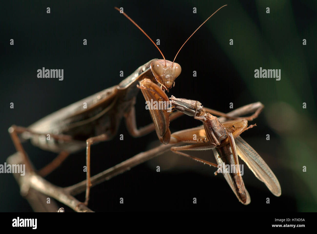 Praying Mantis (Empusa sp) eating a grasshopper Stock Photo - Alamy