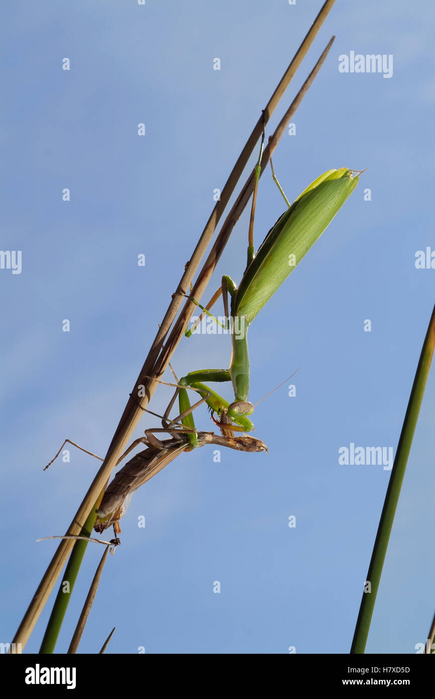 Praying Mantis (Empusa sp), eating another mantis, Spain Stock Photo ...