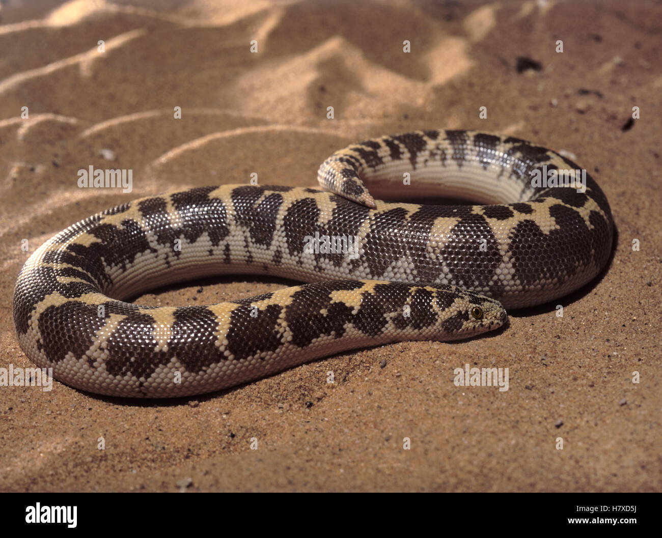 Kenya Sand Boa (Gongylophis colubrinus), Africa Stock Photo - Alamy