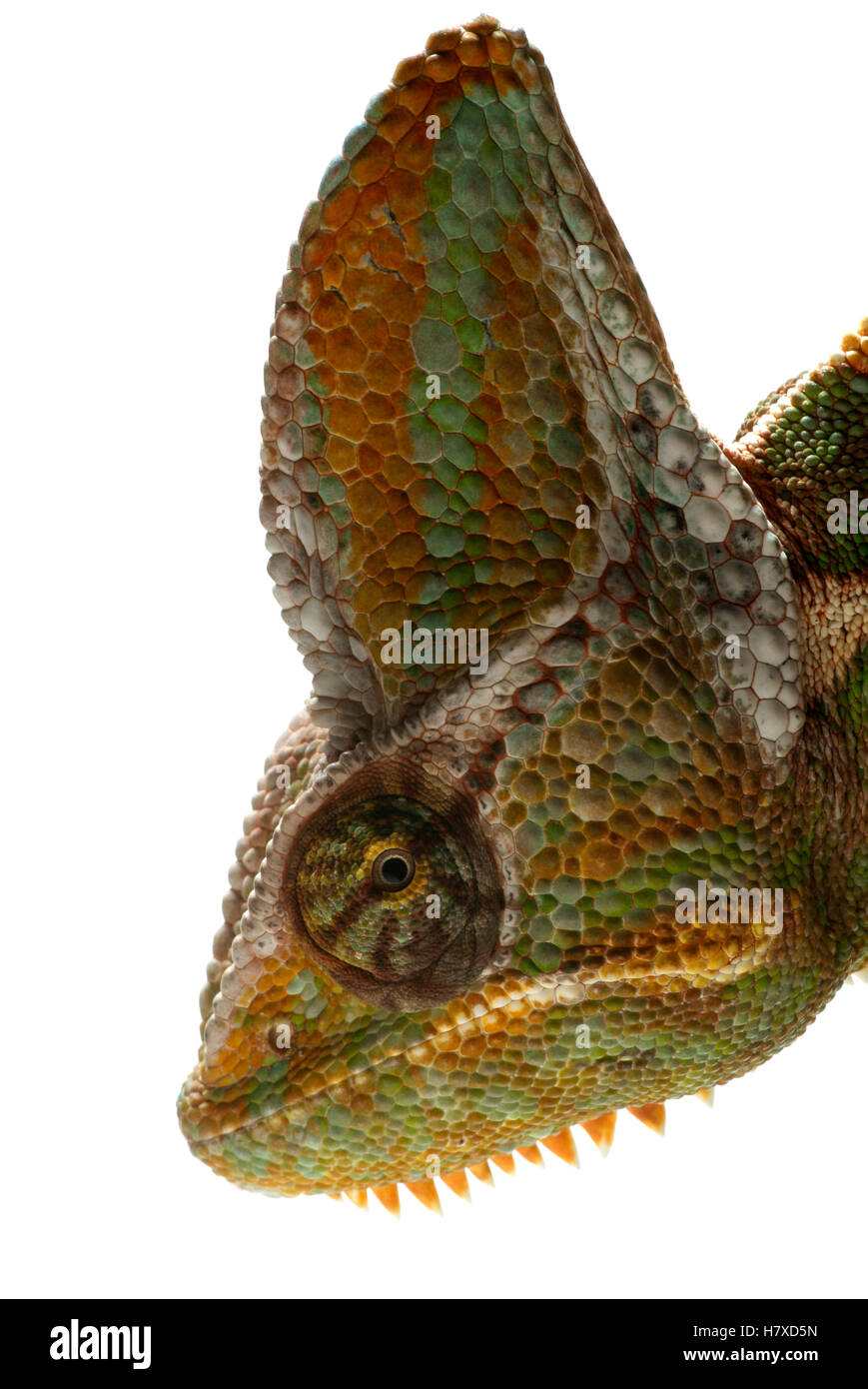 Veiled Chameleon (Chamaeleo calyptratus) male, native to the Middle ...