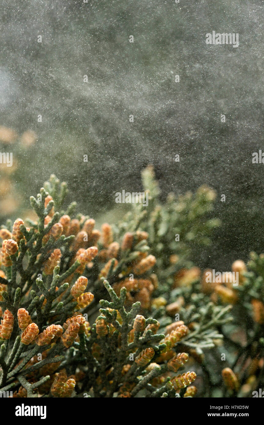 Italian Cypress (Cupressus sempervirens) dispensing pollen in the wind ...
