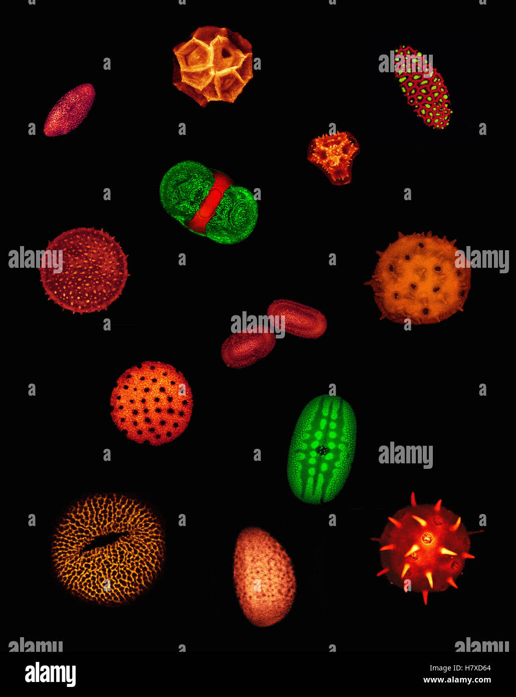 Pollen of different species photographed under a microscope, Spain ...