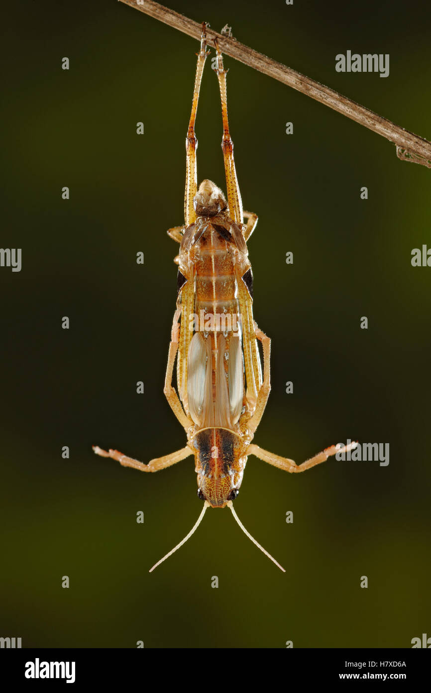 Egyptian Locust (Anacridium aegyptium) emerging from nymphal skin ...