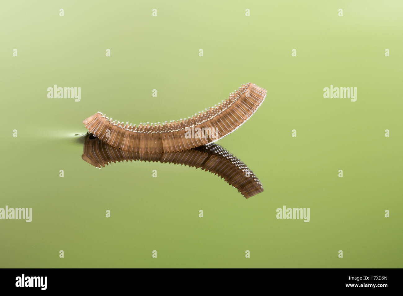 Mosquito (Culicidae) egg boat floating on water surface, Germany Stock ...