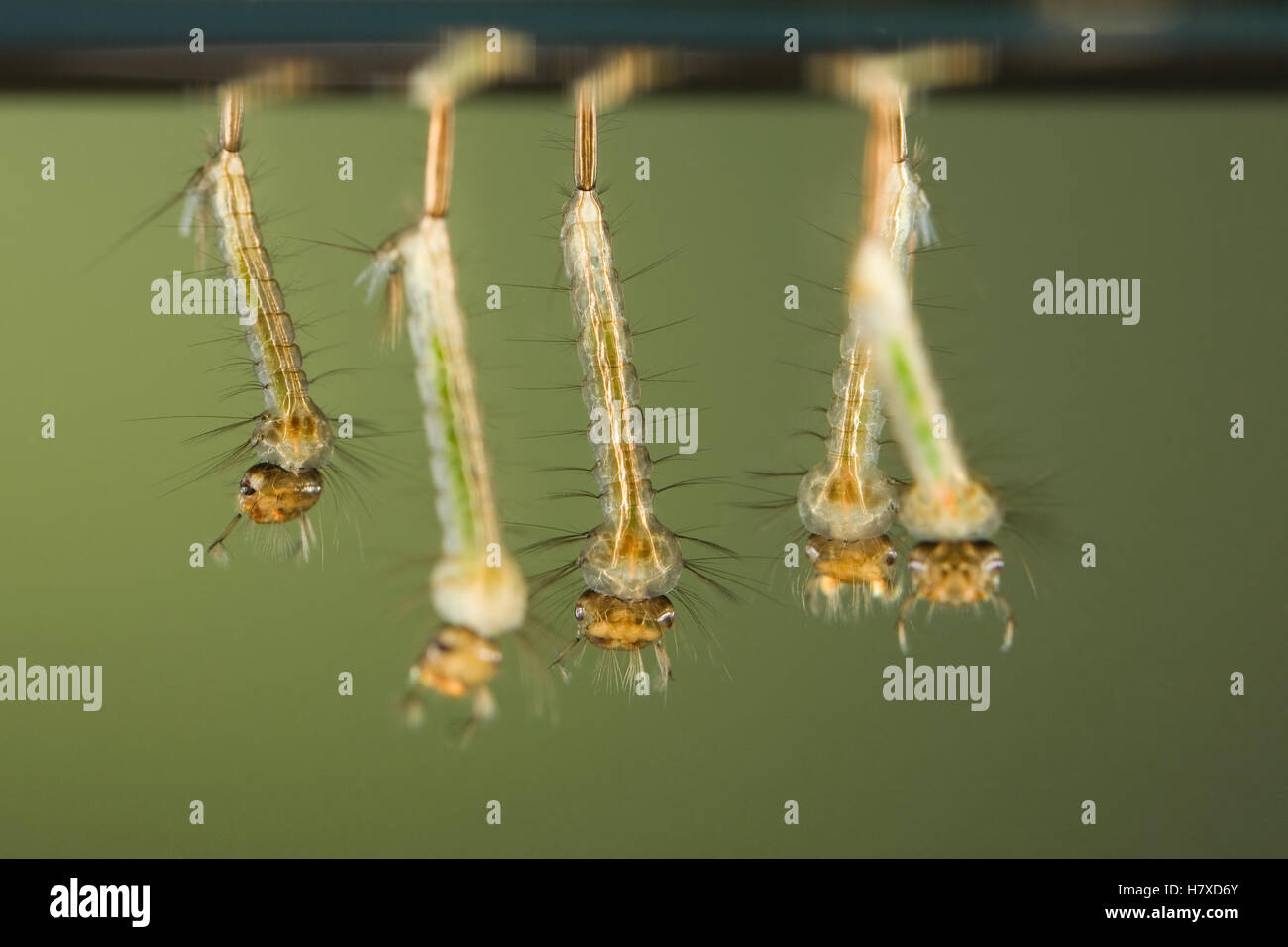 Mosquito (Culicidae) larvae respiring on water surface, Germany Stock Photo - Alamy