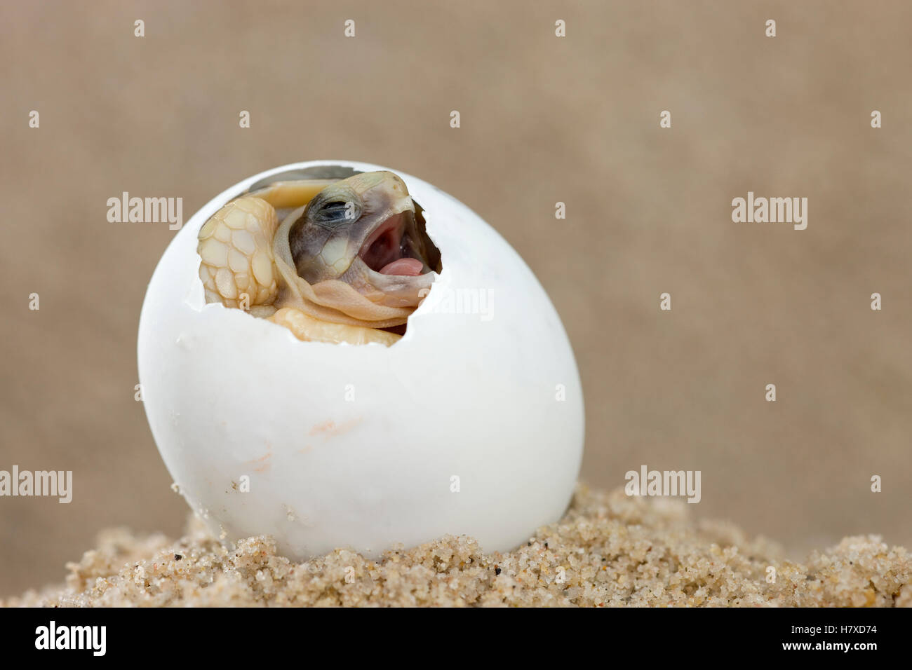 Marginated Tortoise (Testudo marginata) hatching from egg, Europe Stock ...