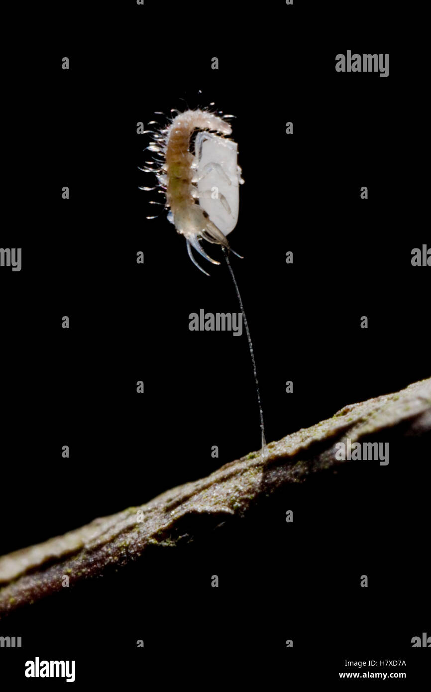 Green Lacewing (Chrysopidae) larva climbing down the egg-stalk, Germany ...