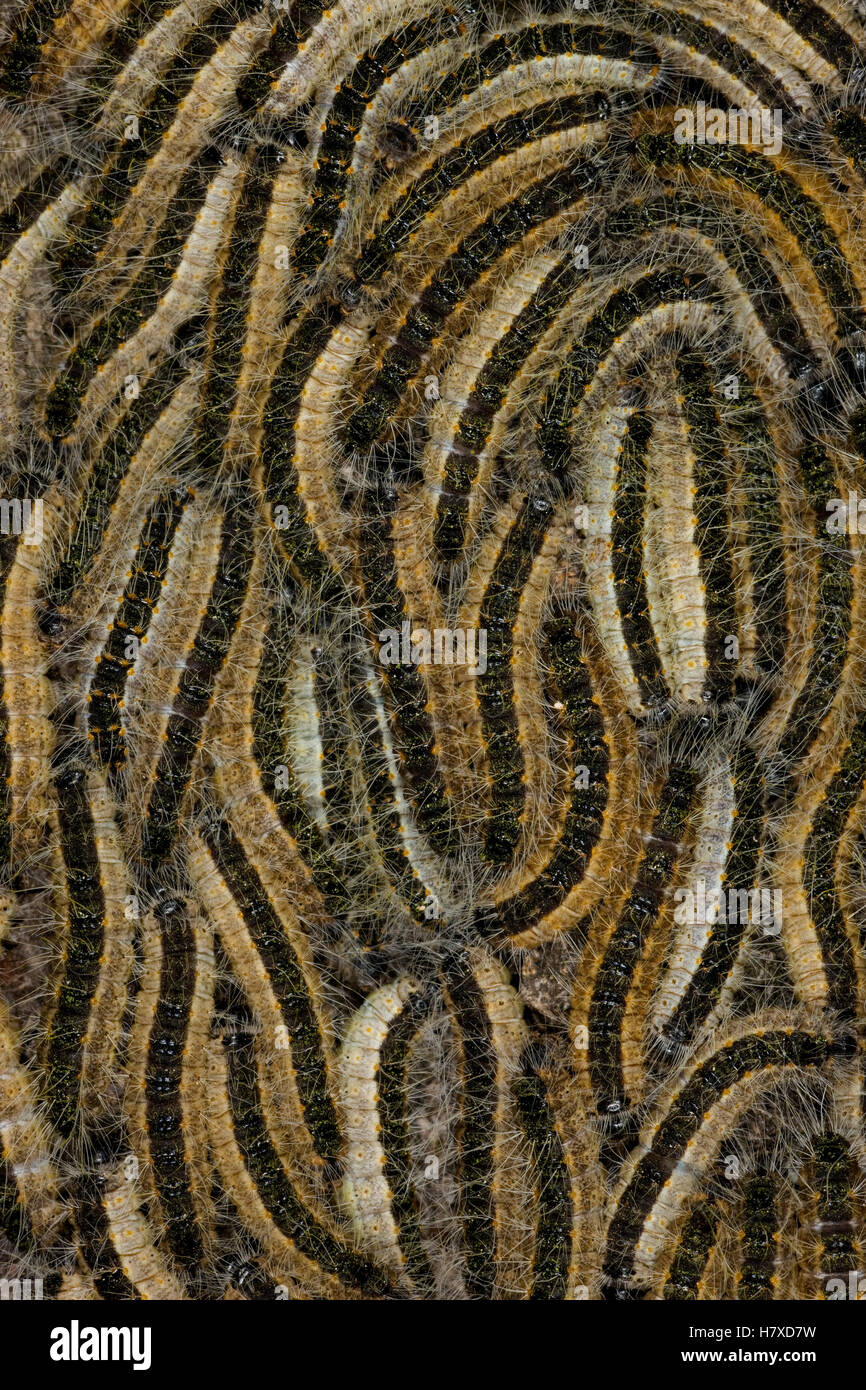 Oak Processionary Moth (Thaumetopoea processionea) caterpillars on oak ...