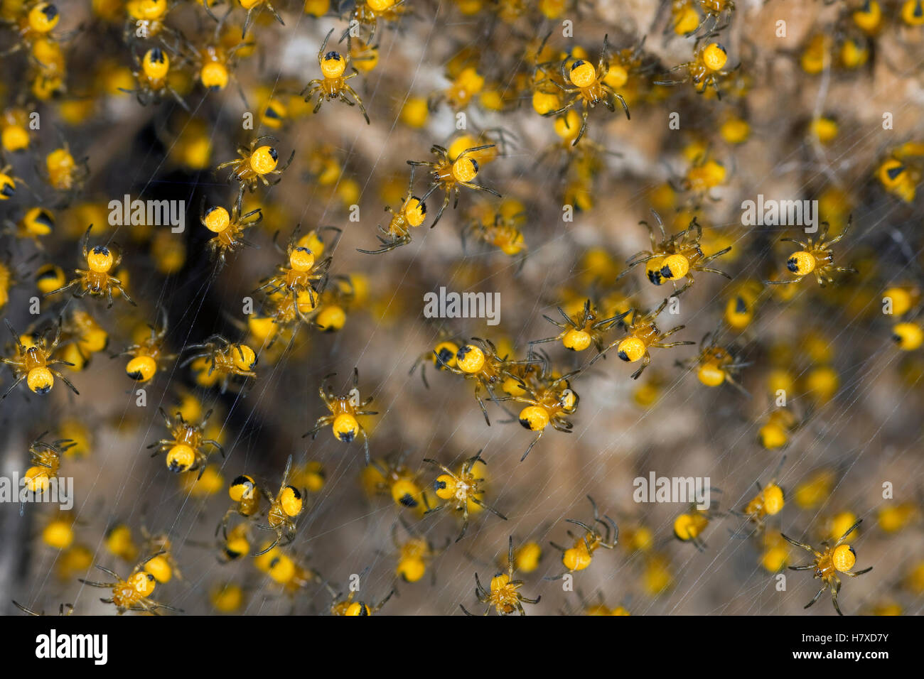 Garden Spider (Araneus diadematus) freshly hatched spiderlings in web ...