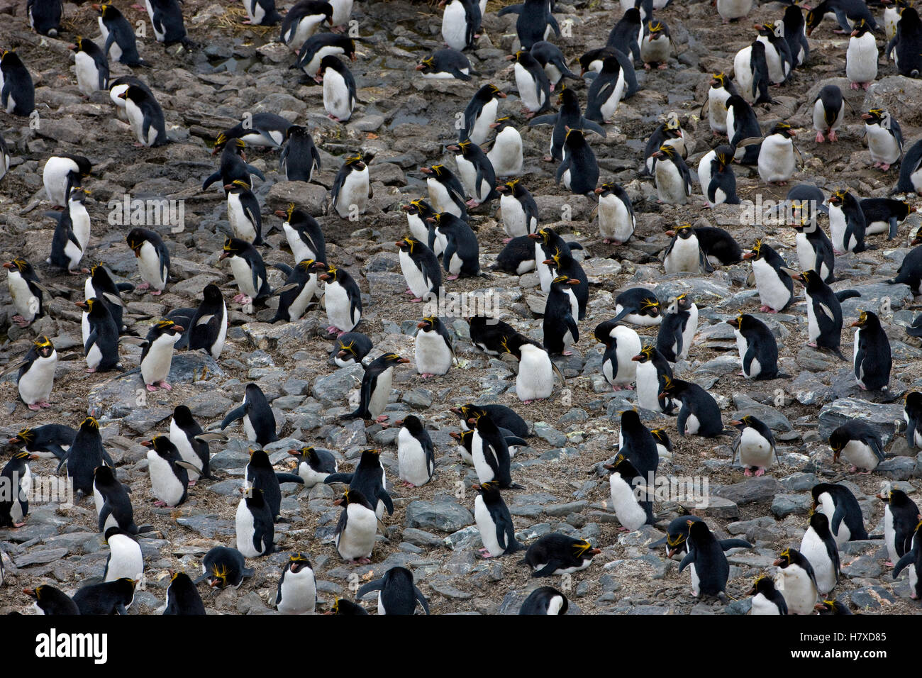 Macaroni Penguin (Eudyptes chrysolophus) nesting colony, Cooper Bay ...