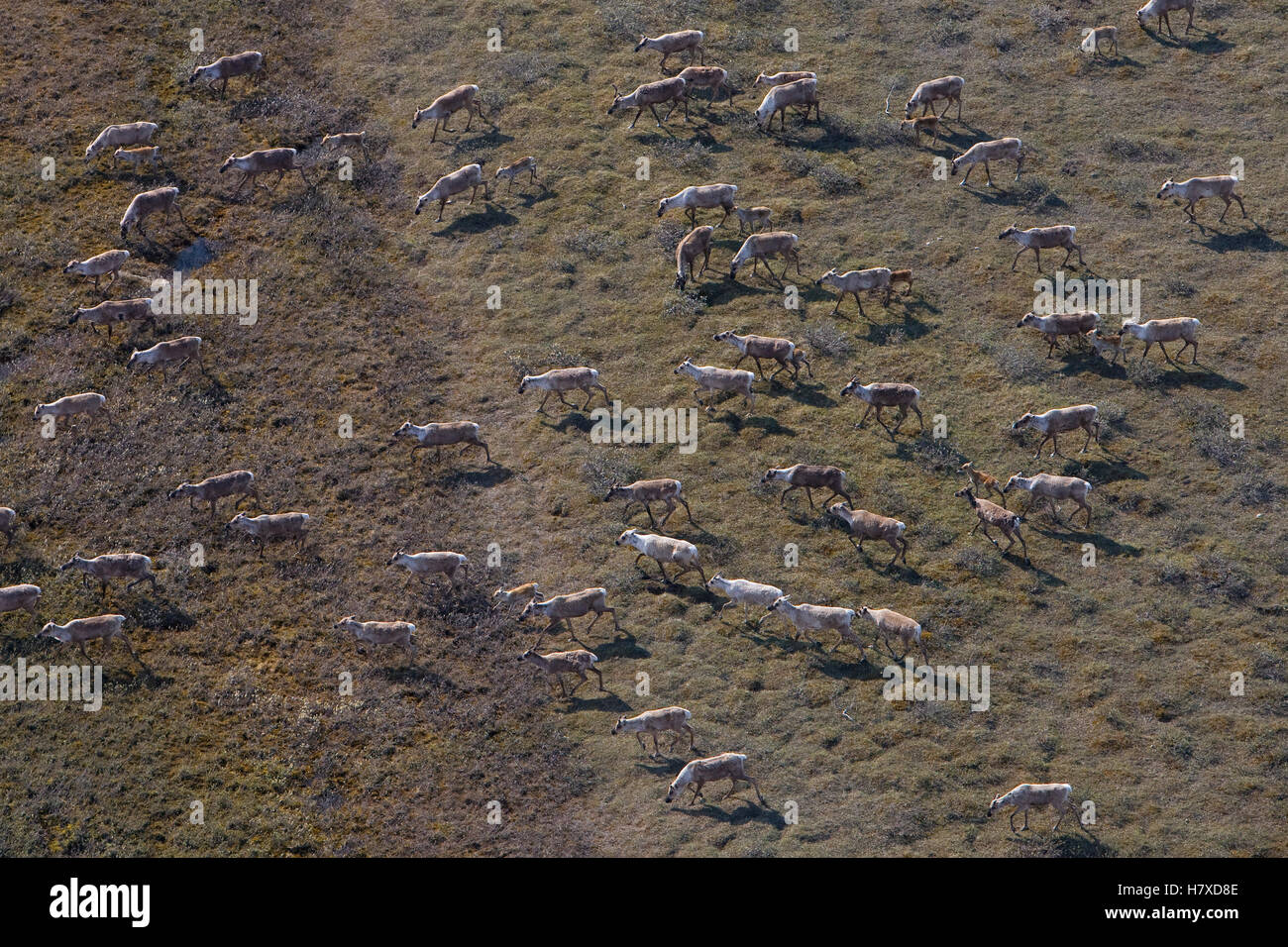 Caribou (Rangifer tarandus) herd during summer migration, Alaska Stock ...