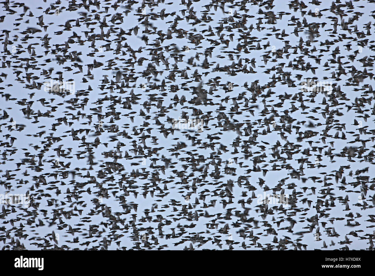 Brambling (Fringilla montifringilla) flock flying, Austria Stock Photo ...