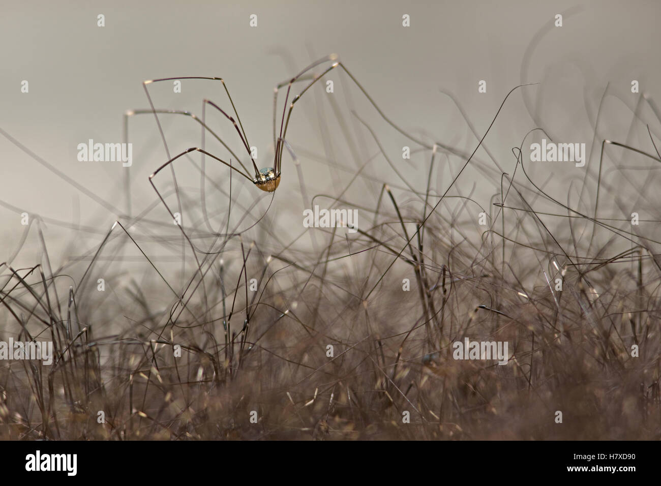 Harvestman (Leiobunum sp) group, an introduced and invasive species ...