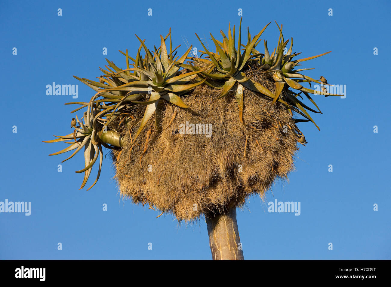 Sociable Weaver (Philetairus socius) pair and their nests in Quiver ...