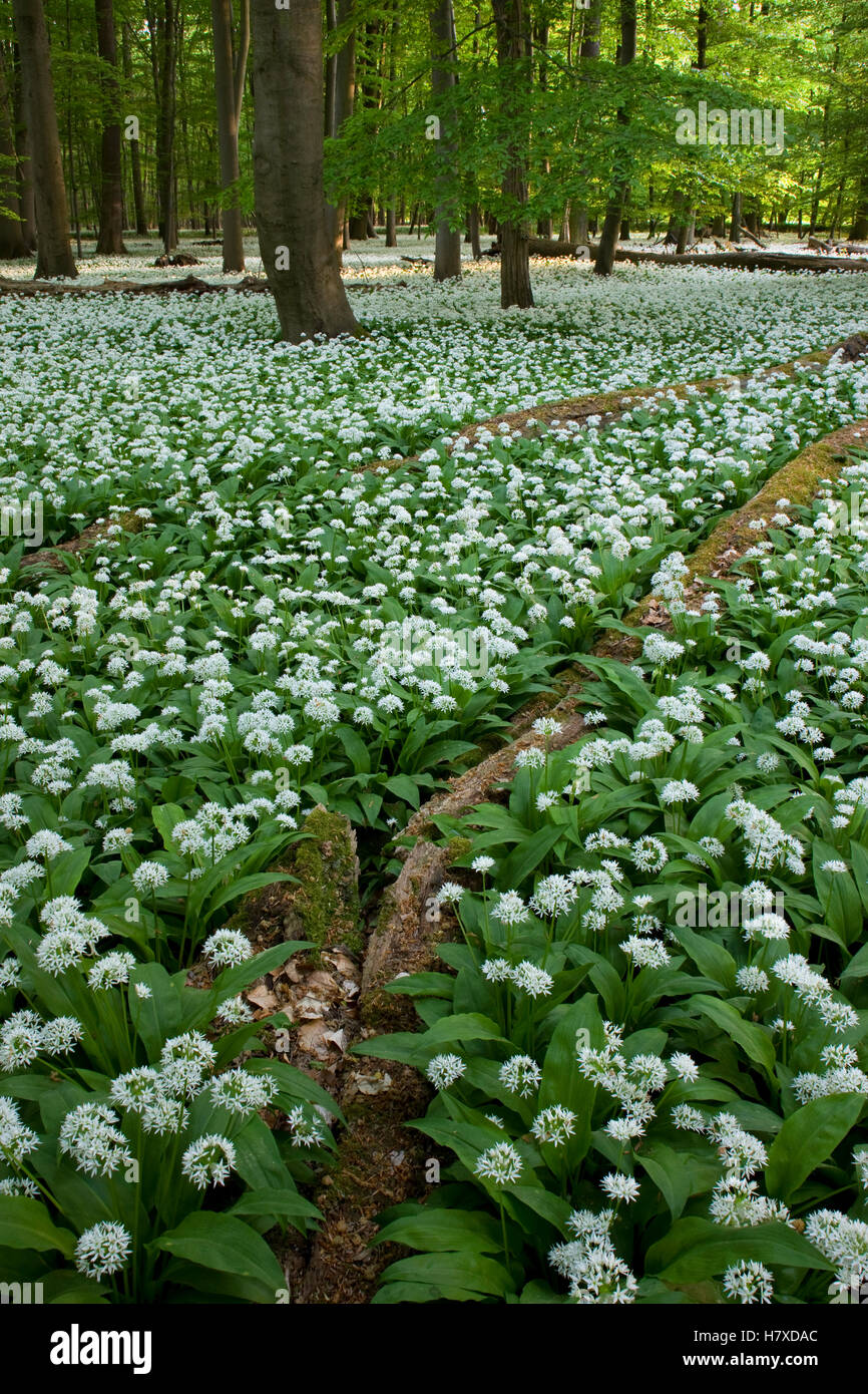 Wild Garlic (Allium ursinum) flowering in spring forest, Germany Stock ...