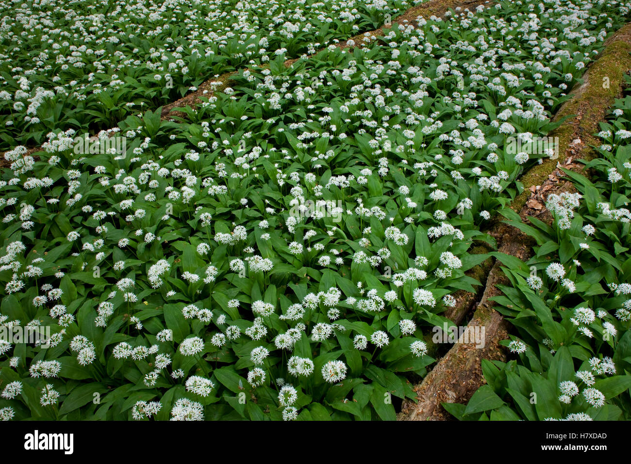 Wild Garlic (Allium ursinum) flowering in spring forest, Germany Stock ...