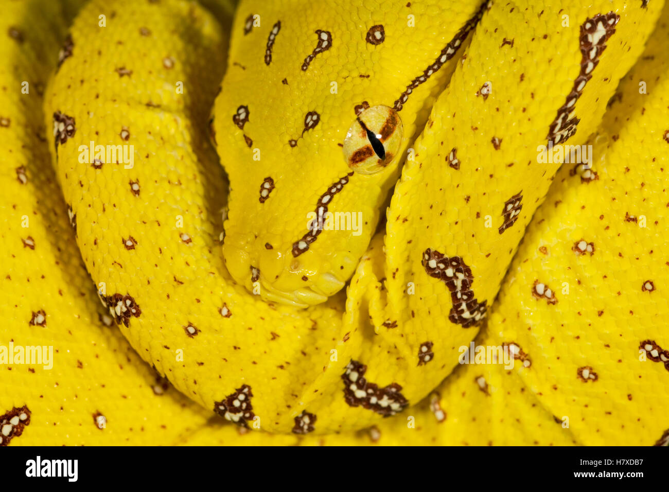 Green Tree Python (Morelia viridis) juvenile, Papua New Guinea Stock ...