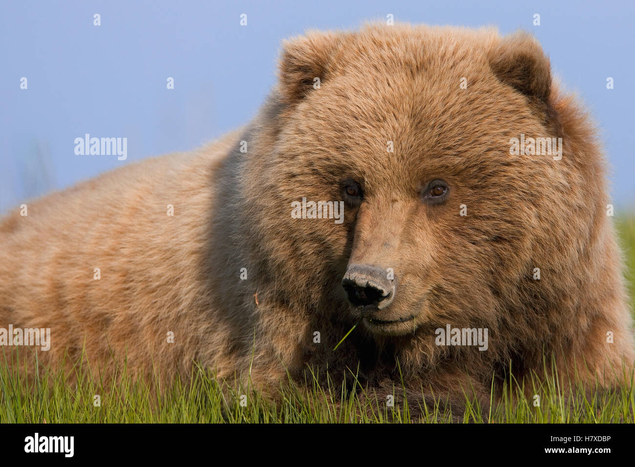 Grizzly Bear (Ursus arctos horribilis) resting in grass, Lake Clark ...