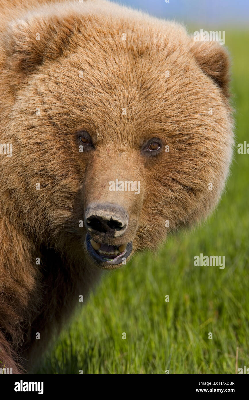 Grizzly Bear (Ursus arctos horribilis) portrait, Lake Clark National ...