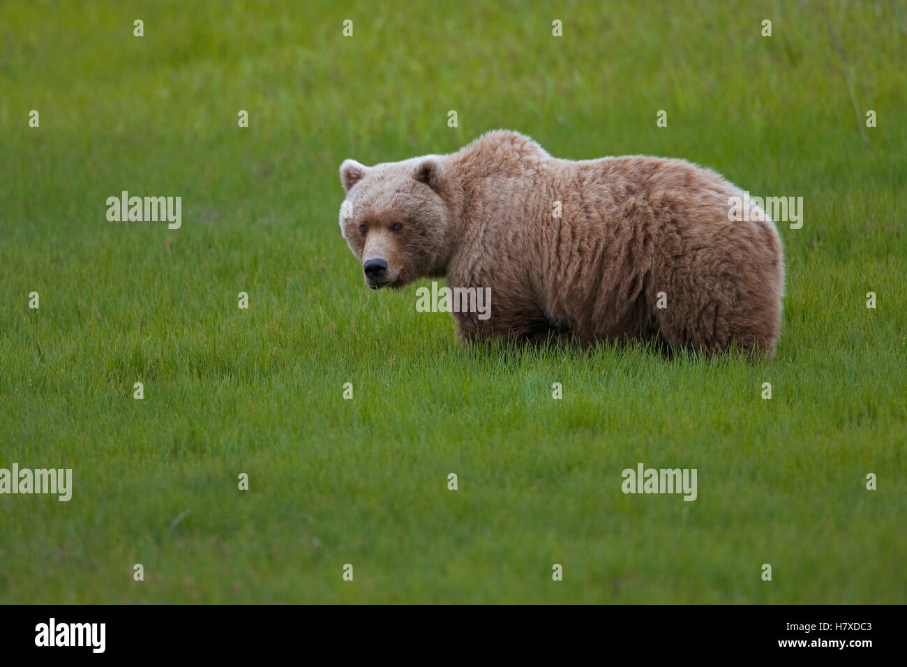 Grizzly Bear (Ursus arctos horribilis), Lake Clark National Park ...
