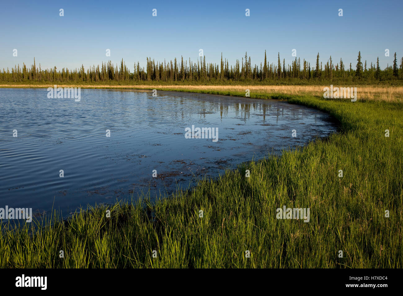 Tundra Lake, Arctic National Wildlife Refuge, Alaska Stock Photo - Alamy