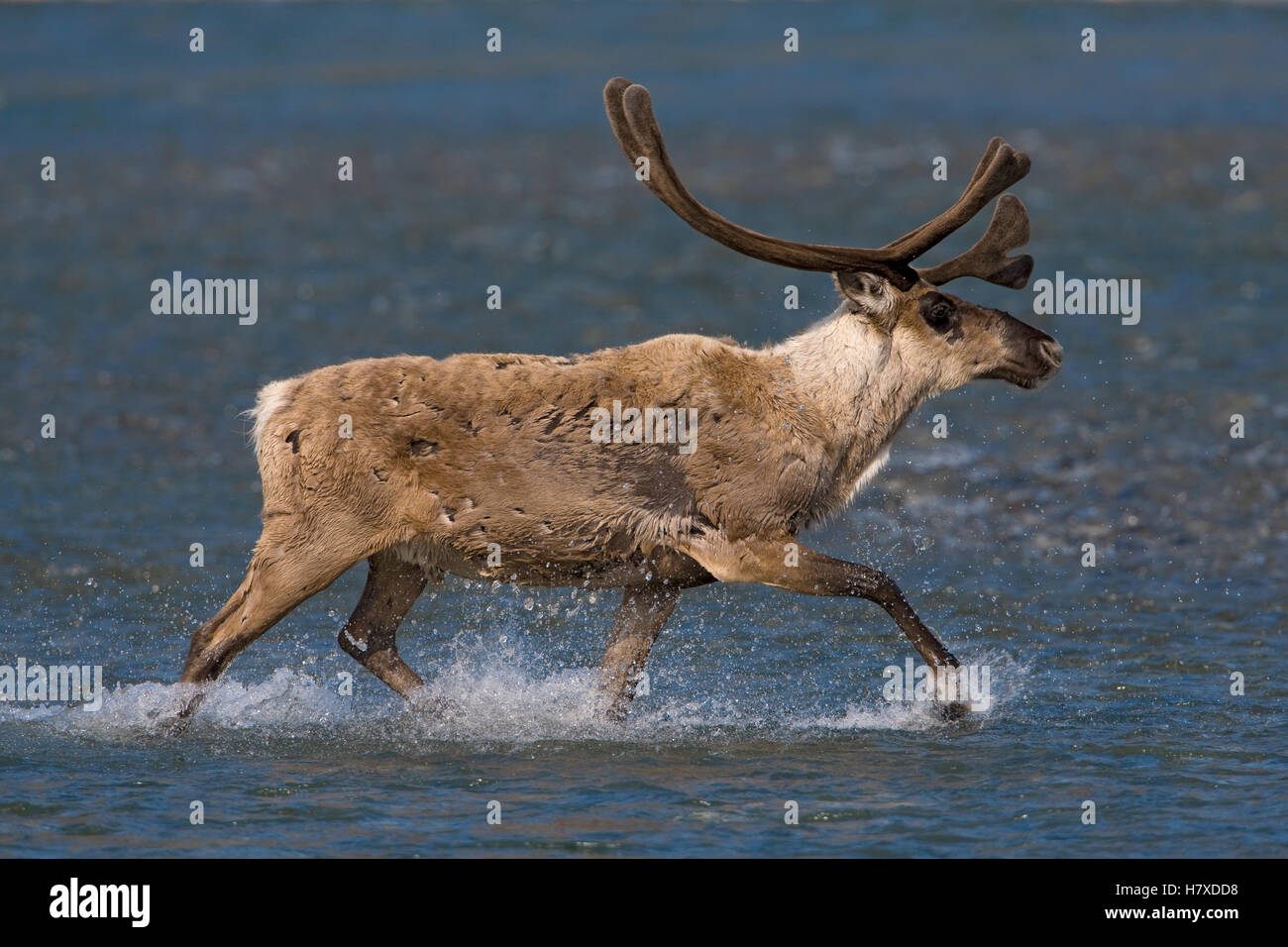 Caribou (Rangifer tarandus) bull crossing a river during summer ...