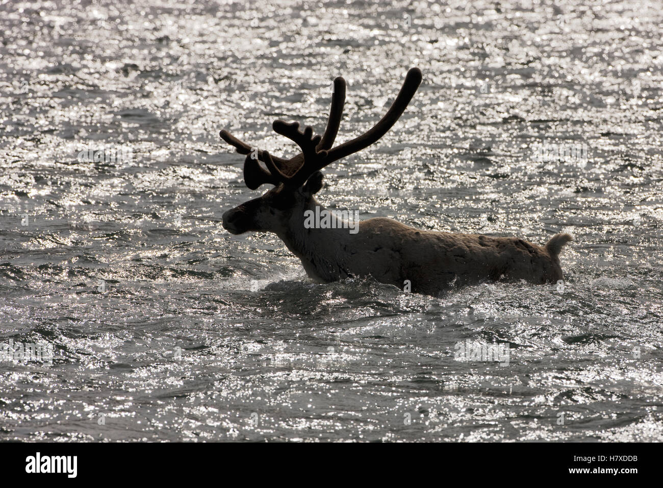 Caribou (Rangifer tarandus) bull crossing a river during summer ...