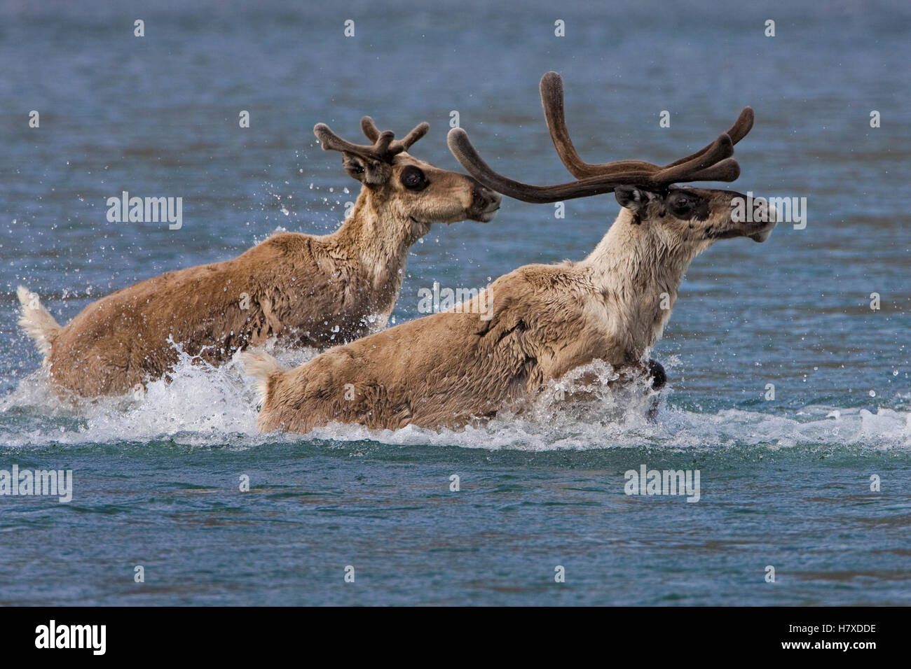 Caribou (Rangifer tarandus) pair crossing a river during summer ...