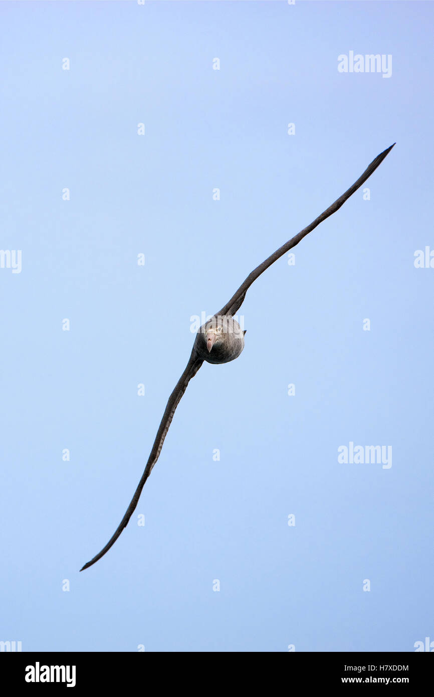 Antarctic Giant Petrel (Macronectes giganteus) flying, Drake Passage ...