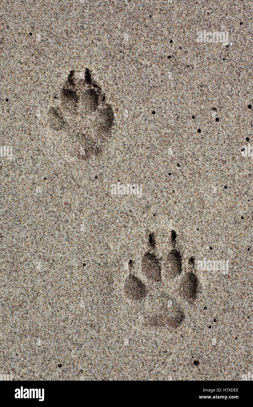 Black-backed Jackal (Canis mesomelas) tracks, Cape Cross, Namibia Stock ...