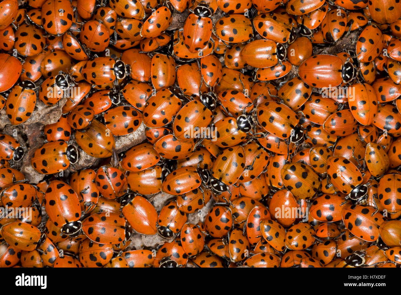 Ladybird Beetle (Hippodamia convergens) group hibernating on pine tree ...