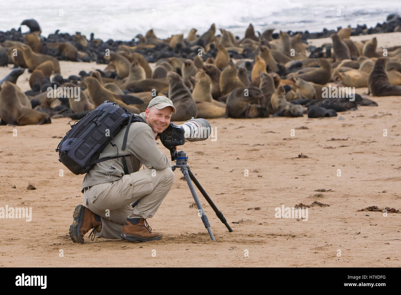 Cape Fur Seal (Arctocephalus pusillus) colony and wildlife photographer ...