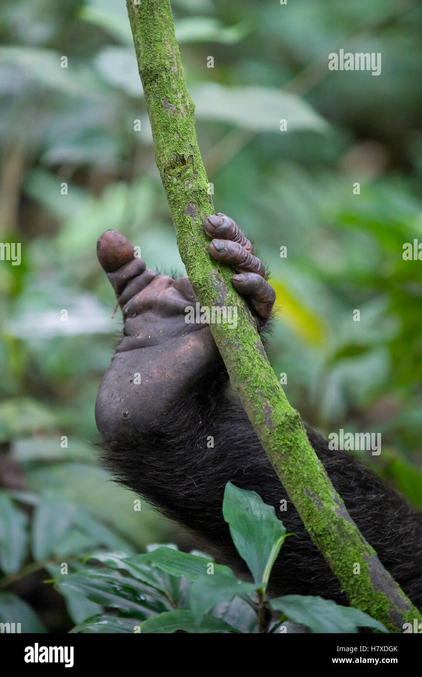 Chimpanzee (Pan troglodytes) foot of adult male, western Uganda Stock ...