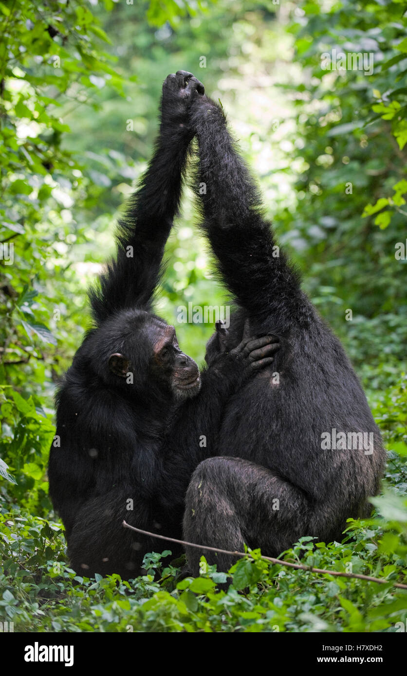 Chimpanzee (Pan troglodytes) alpha male and brother showing hand clasp ...