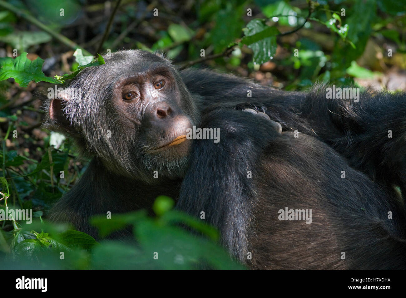 Chimpanzee (Pan troglodytes) male resting in patch of sunlight on ...
