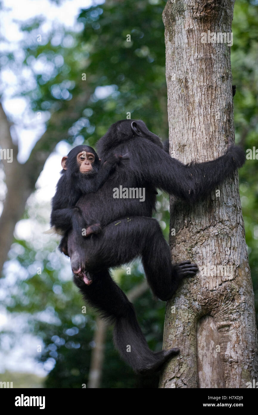 Chimpanzee (Pan troglodytes) mother carrying one year old infant ...