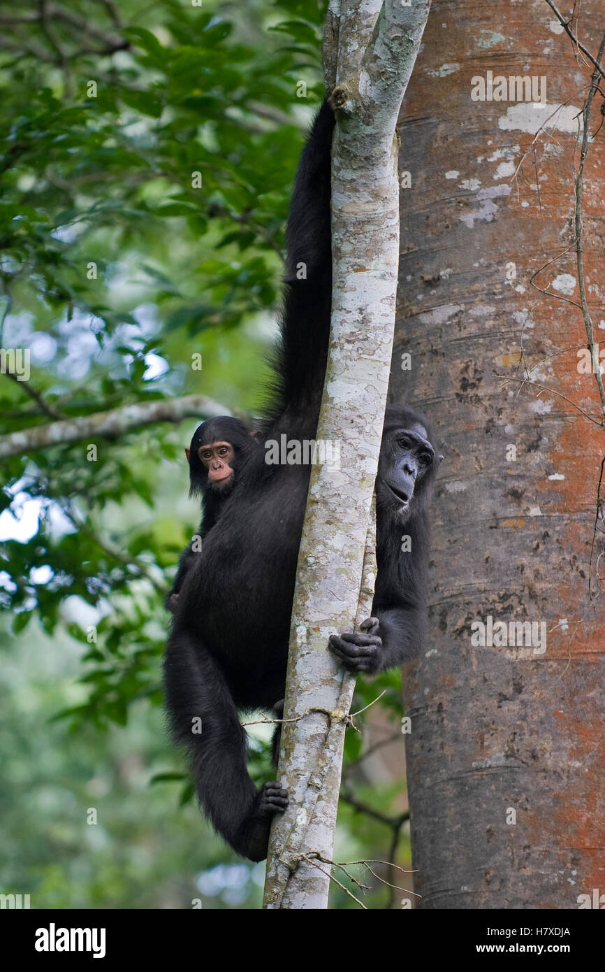 Chimpanzee (Pan troglodytes) mother carrying one year old infant ...