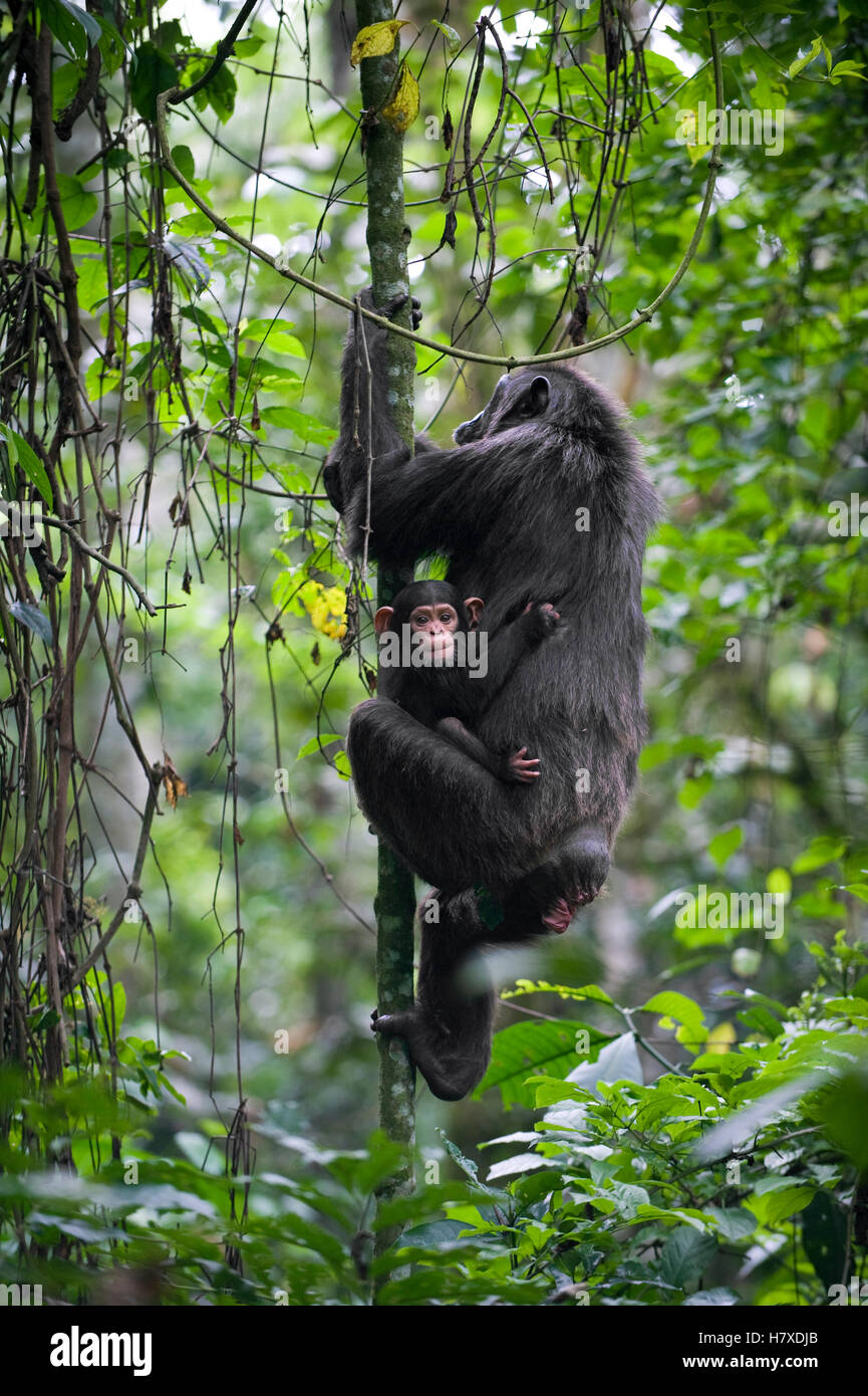 Chimpanzee (Pan troglodytes) mother climbing tree while carrying three ...