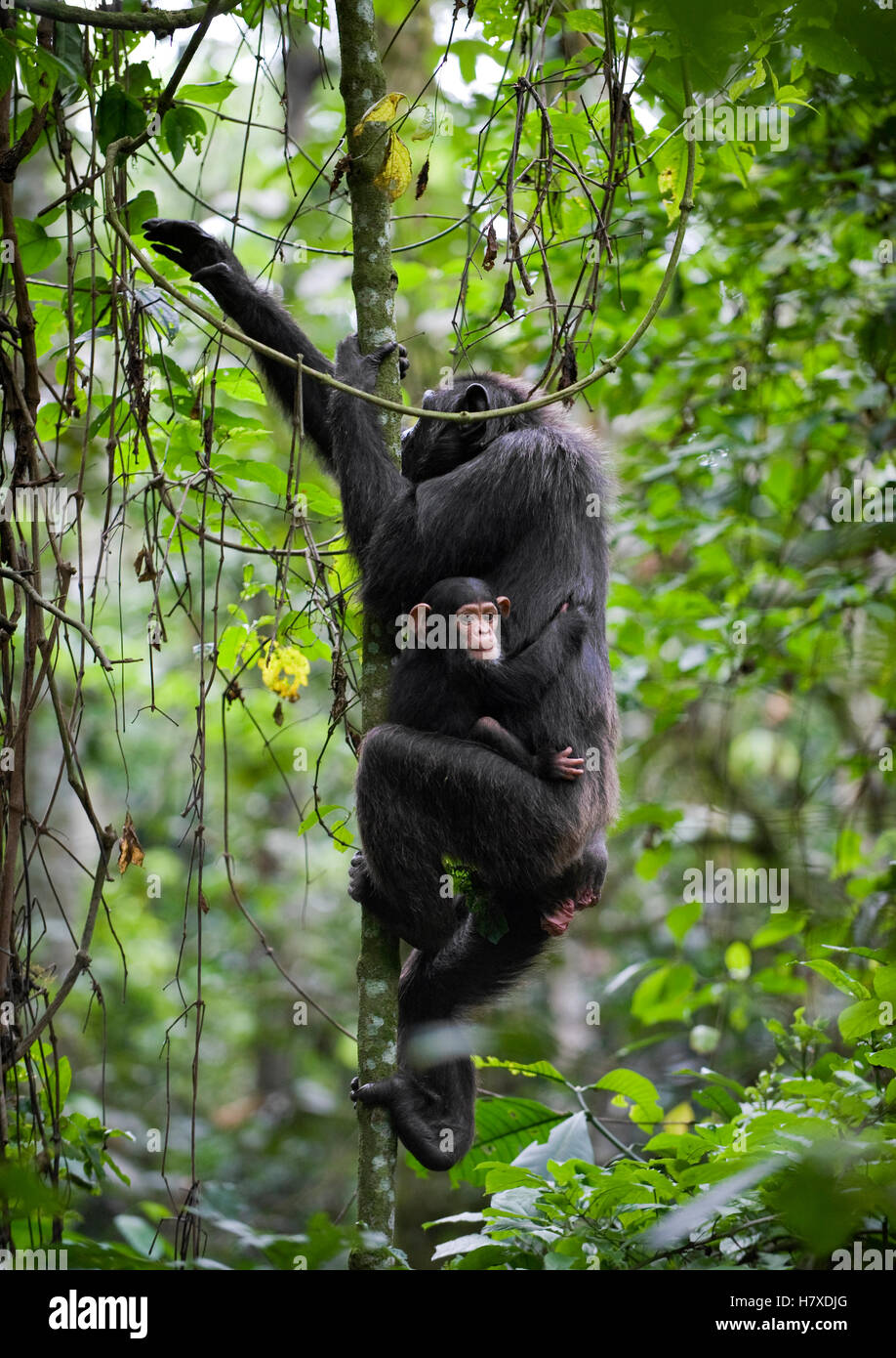 Chimpanzee (Pan troglodytes) mother climbing tree while carrying three ...