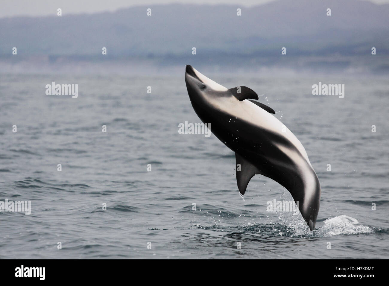 Dusky Dolphin (Lagenorhynchus obscurus) leaping out of the water, Kaikoura, New Zealand Stock ...