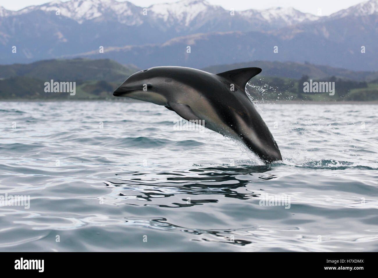 Dusky Dolphin (Lagenorhynchus obscurus) leaping out of the water near ...