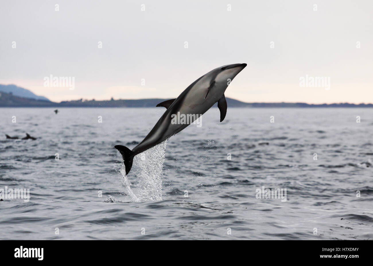 Dusky Dolphin (Lagenorhynchus obscurus) leaping out of the water ...