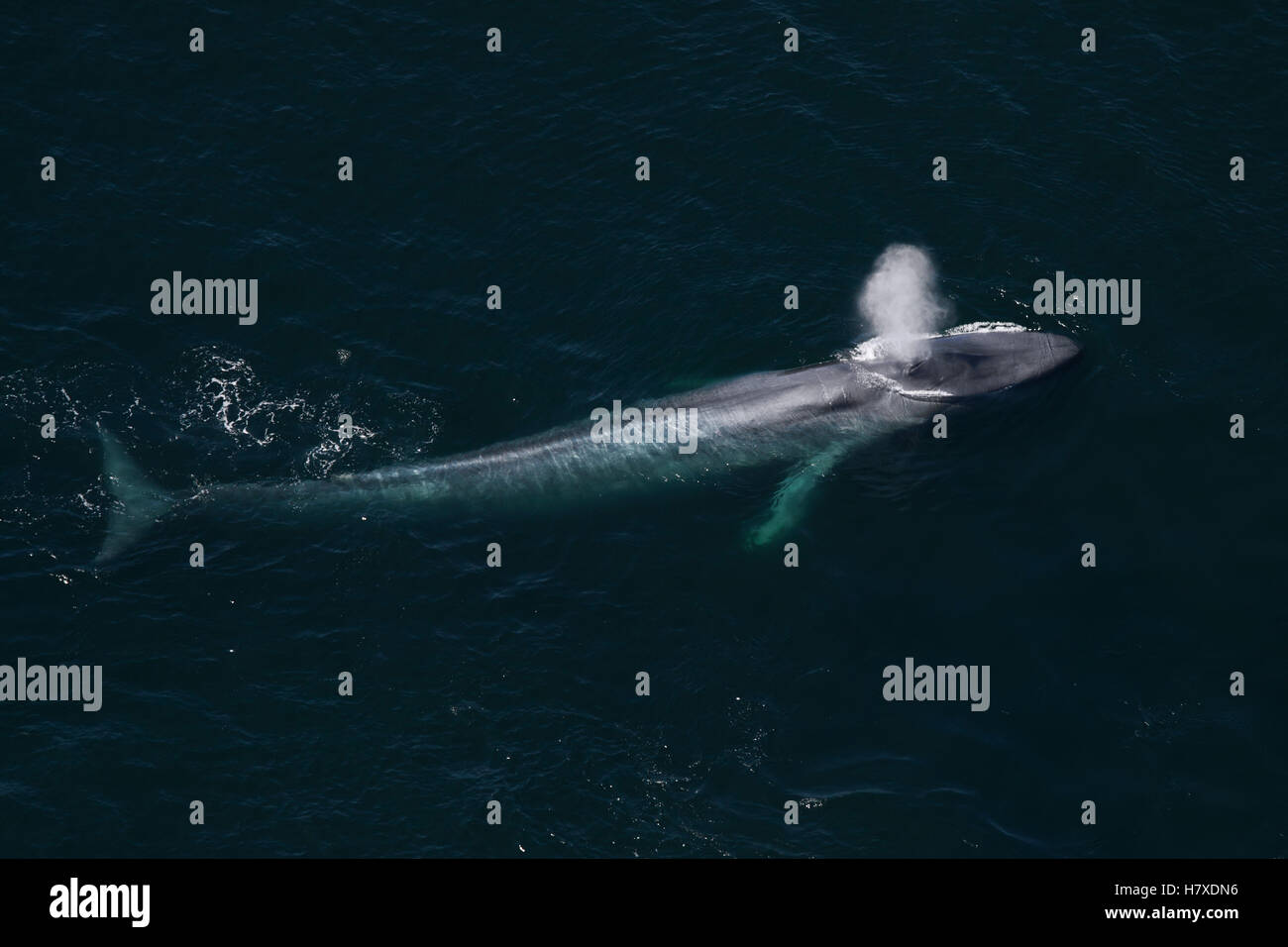 Blue Whale (Balaenoptera musculus) surfacing, Sea of Cortez, Mexico ...