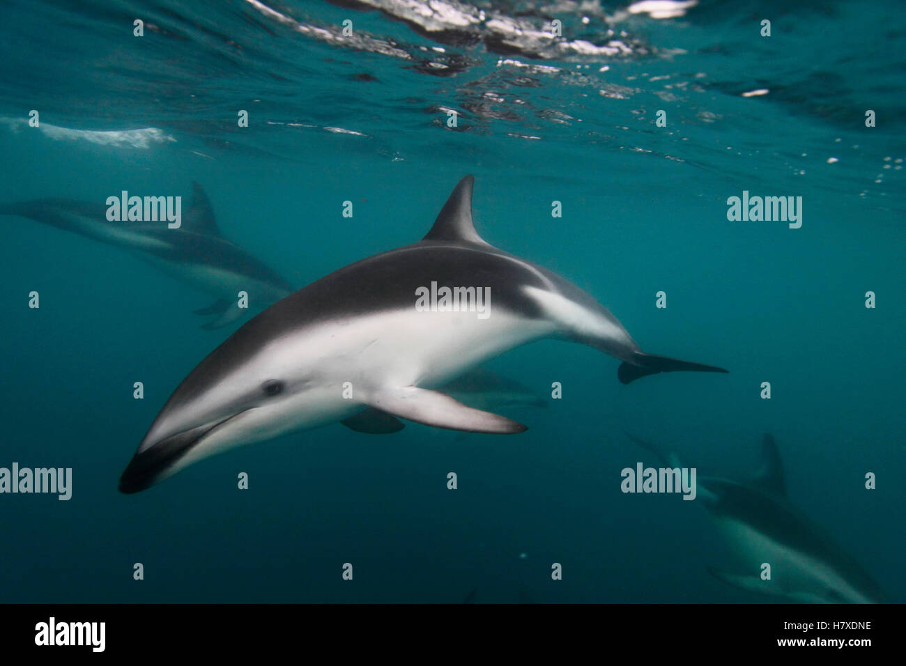 Dusky Dolphin (Lagenorhynchus obscurus) trio, Kaikoura, New Zealand Stock Photo - Alamy