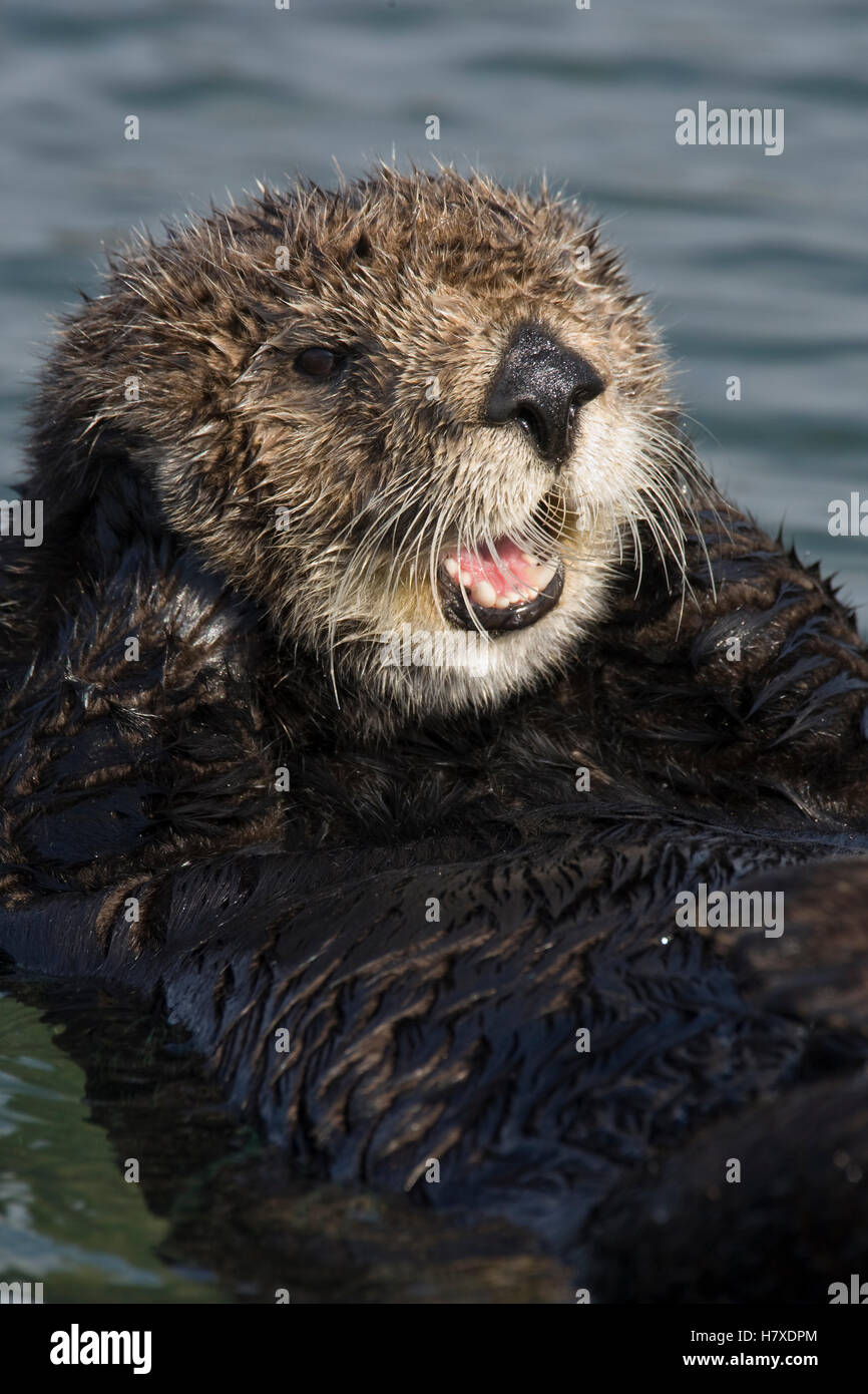 Sea Otter (Enhydra lutris) grooming, Monterey Bay, California Stock ...