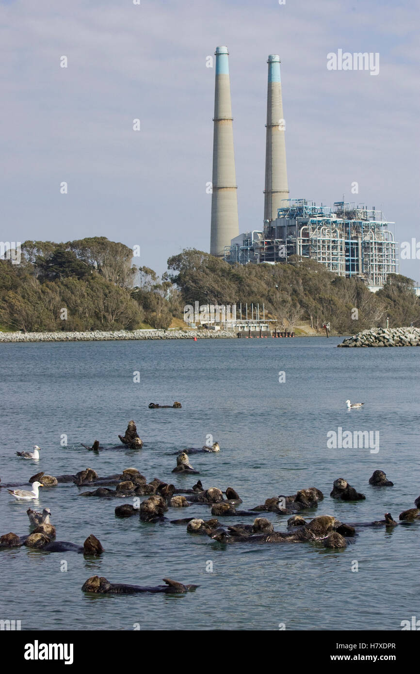 Sea Otter (Enhydra lutris) raft in front of natural gas powered ...