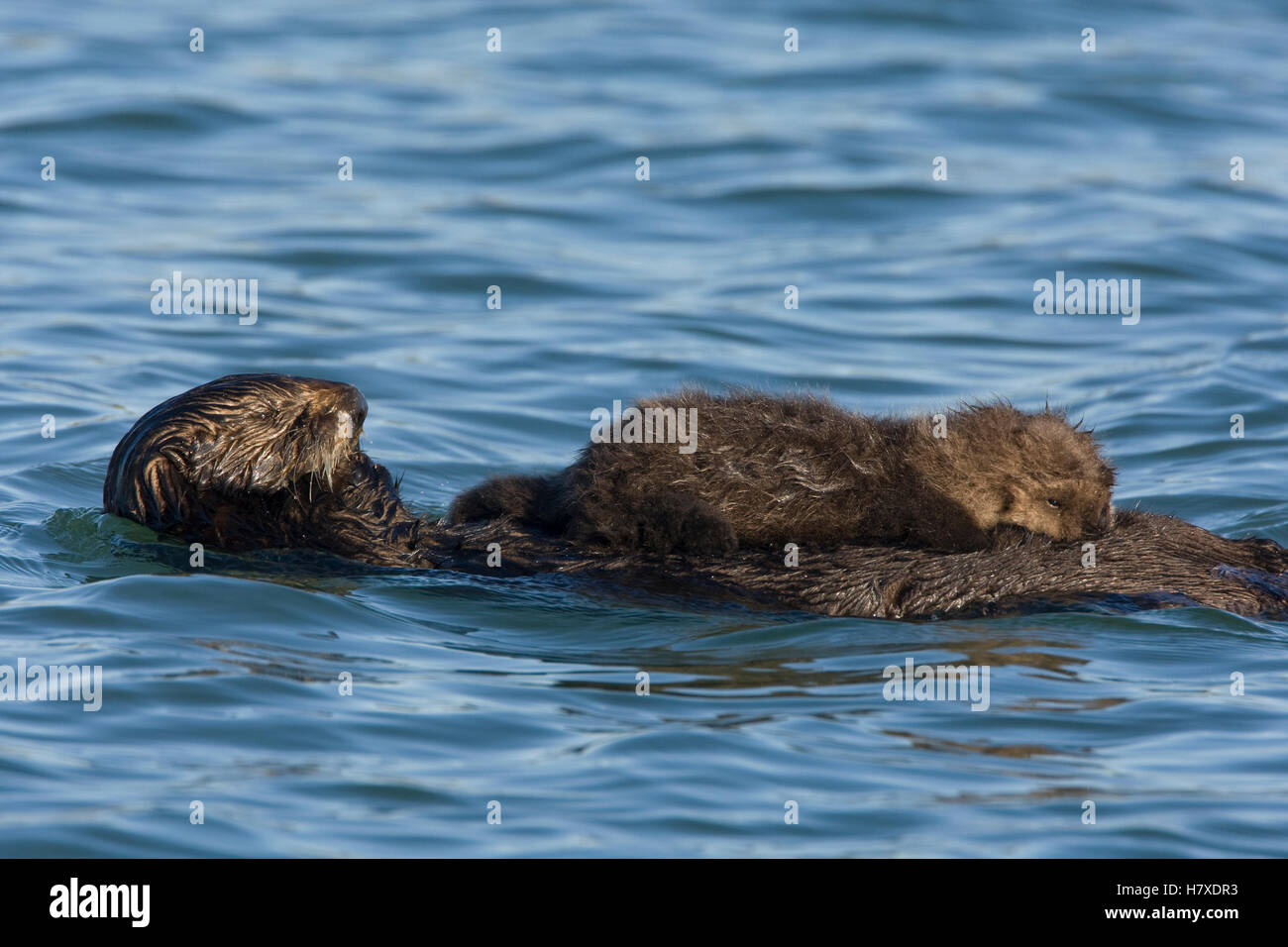Sea Otter (Enhydra lutris) two to three week old pup nursing, Monterey ...